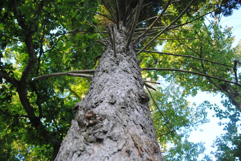 Photo of the stem, scape, stalk or bark of Red Spruce (Picea rubens ...