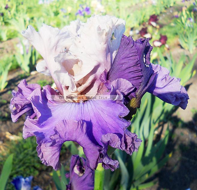Photo of the bloom of Tall Bearded Iris (Iris 'Dance a Dance') posted ...