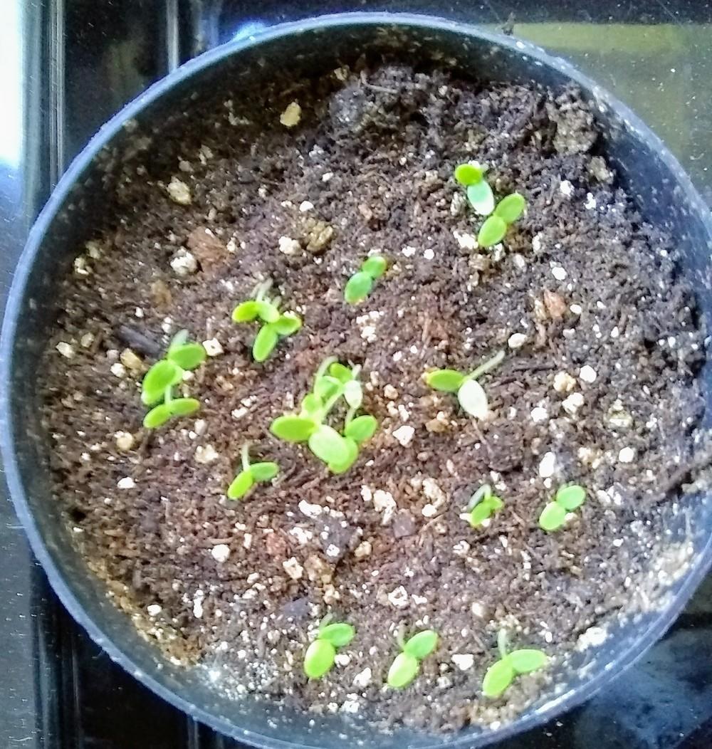 Photo of the seedling or young plant of Johnny Jump-Up (Viola tricolor ...