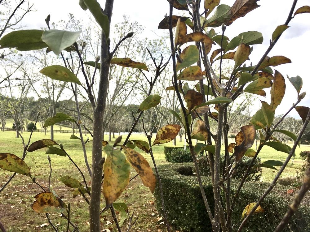 Photo of the fall color of Magnolia 'Jane' posted by flaflwrgrl ...