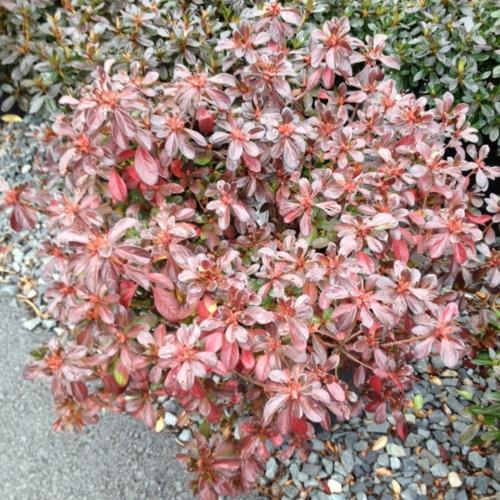 Azalea (Rhododendron 'Girard's Hot Shot') in the Rhododendrons Database ...