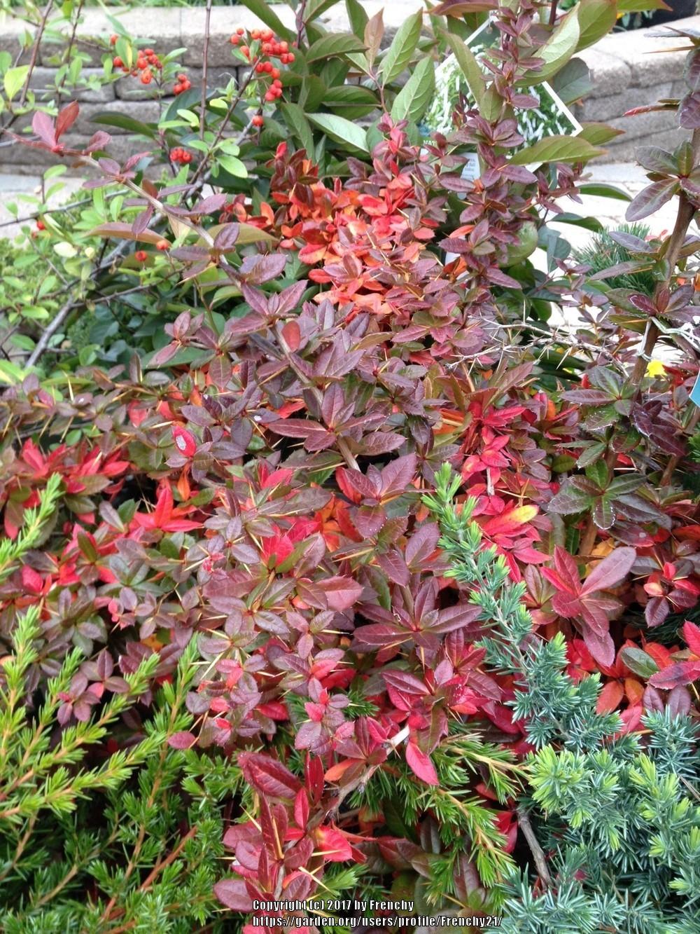Photo of the fall color of Barberry (Berberis x gladwynensis 'William ...