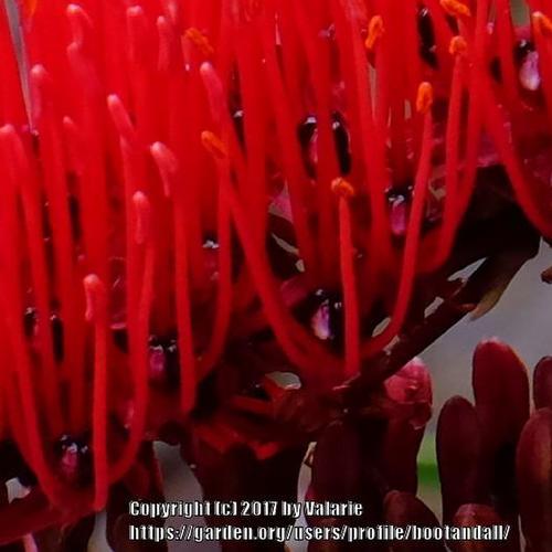 Poor Knight's Lily (Xeronema callistemon) - Garden.org