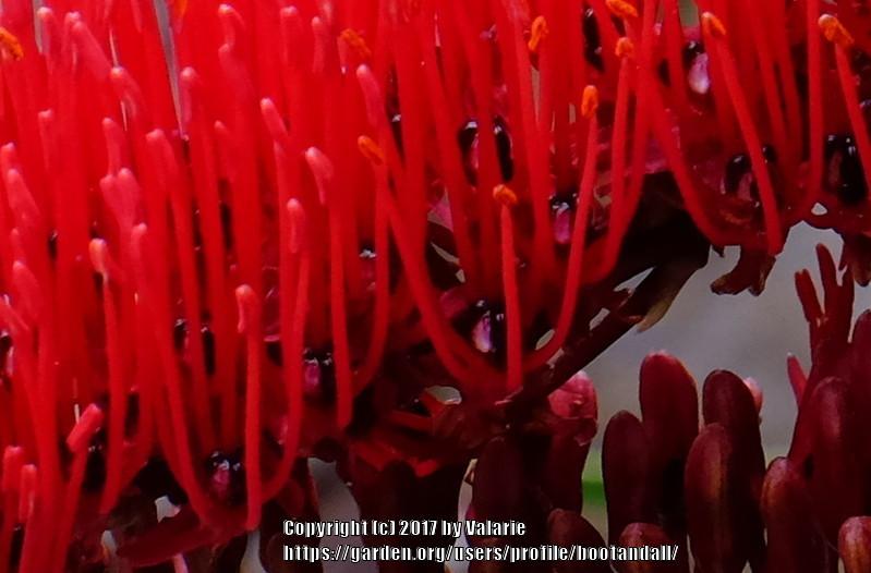 Poor Knight's Lily (Xeronema callistemon) - Garden.org