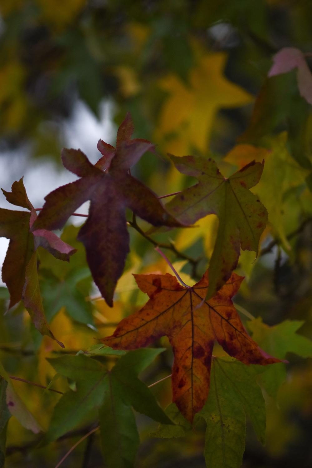 Photo of the fall color of American Sweetgum (Liquidambar styraciflua ...