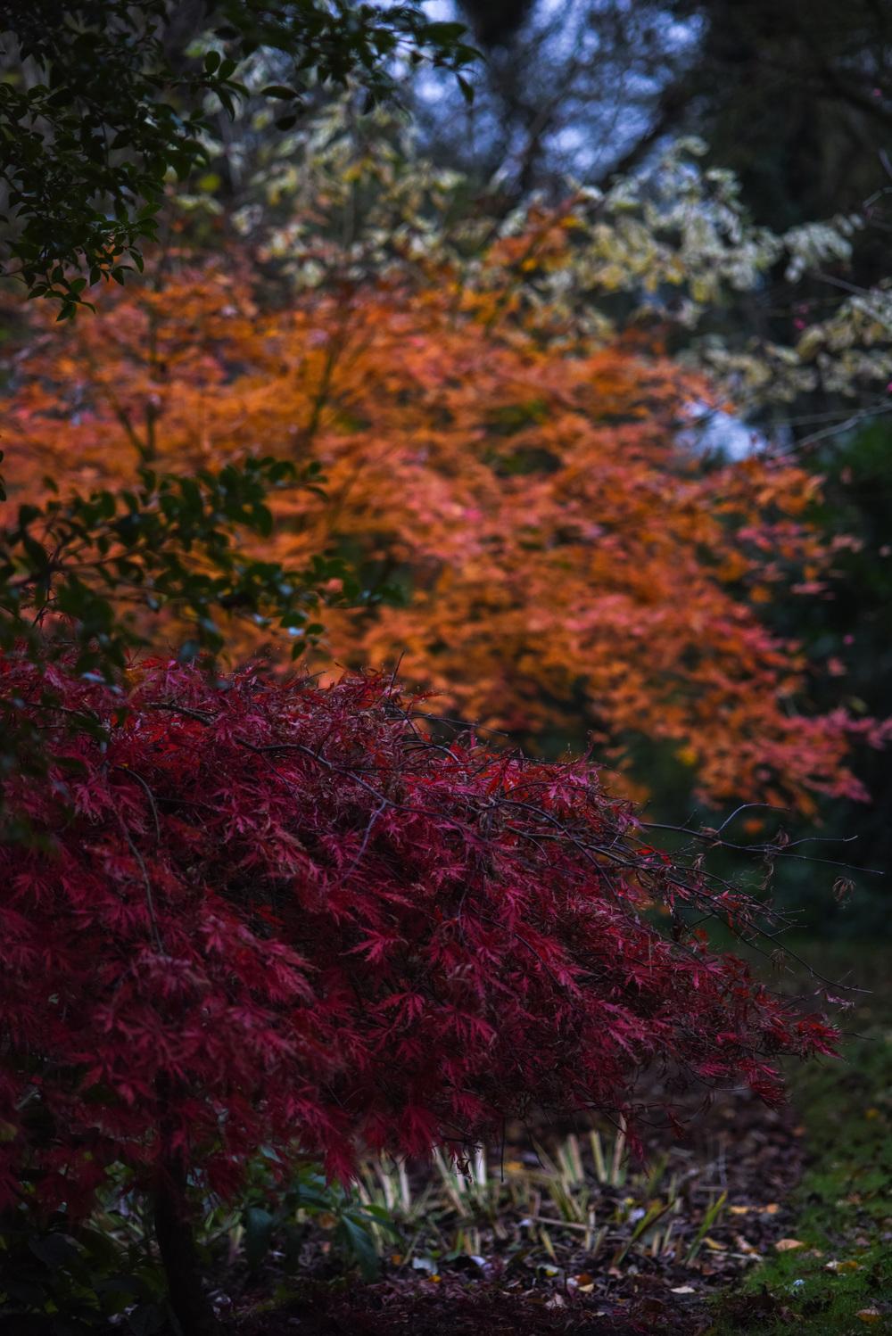Purple-Leaved Threadleaf Japanese Maple (Acer palmatum 'Dissectum ...
