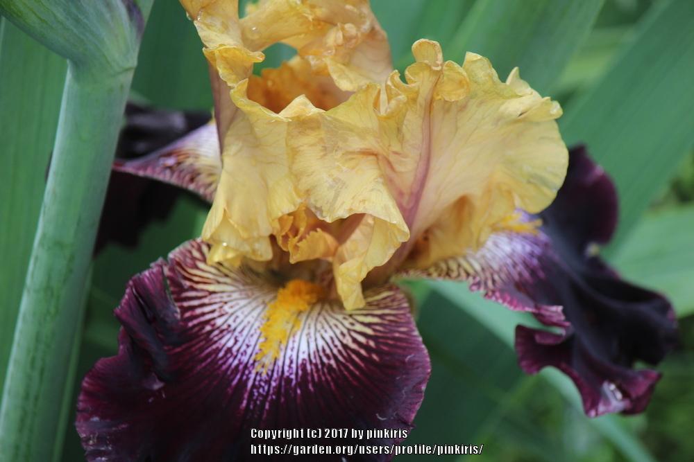 Photo of the stamens, filaments and pistils of Tall Bearded Iris (Iris 'Table for Two') posted ...