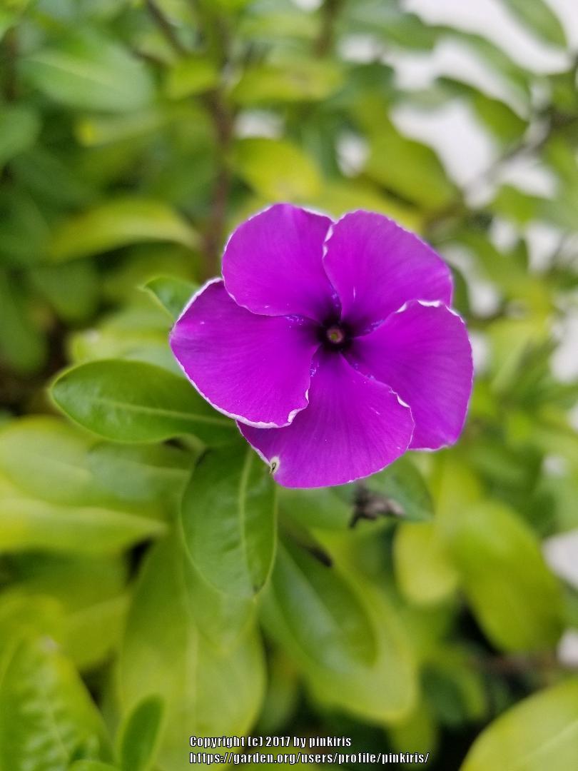 Vinca (Catharanthus roseus 'First Kiss Blueberry') - Garden.org