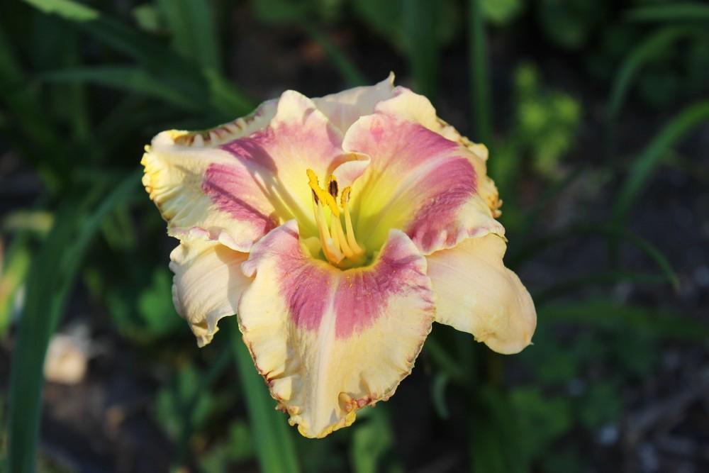 Daylily (Hemerocallis 'Dominic Brock-Cain') in the Daylilies Database ...