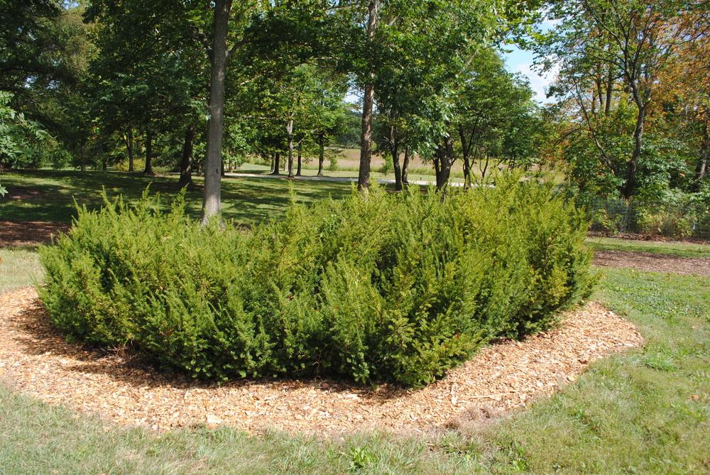 Photo of the entire plant of Canada Yew (Taxus canadensis) posted by ...