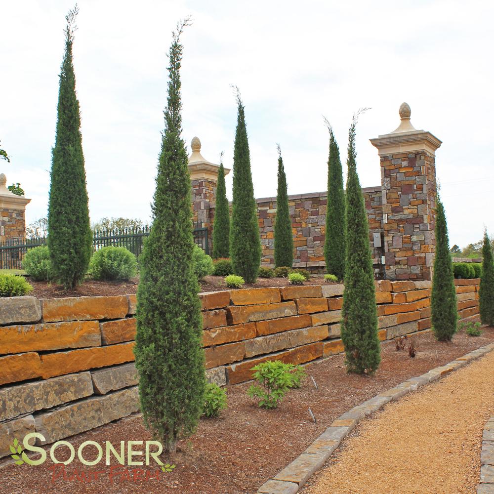 Red Cedar Juniper (Juniperus virginiana 'Taylor') - Garden.org