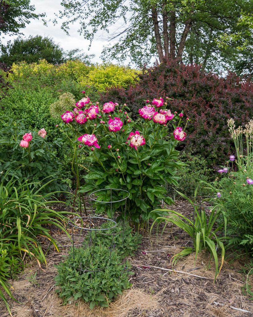 Hidden Springs 2018 Online Peony Catalog is launched in the Peonies ...