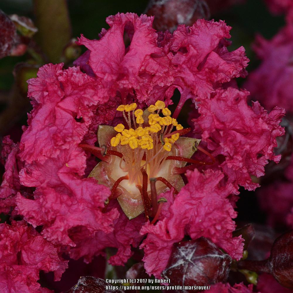 Crepe Myrtles: Plant Care and Collection of Varieties - Garden.org