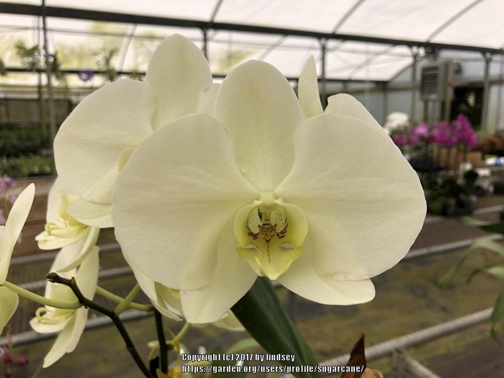 Moth Orchid (Phalaenopsis Heliodor 'Darwin') - Garden.org