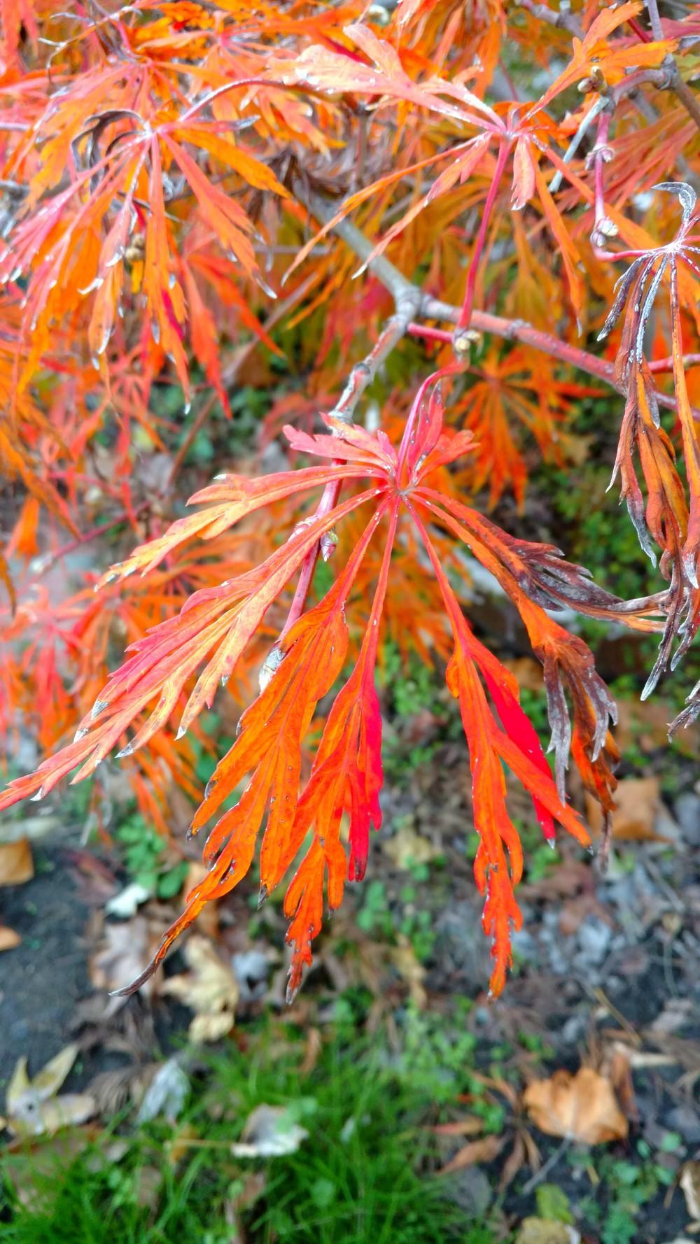 Full Moon Maple (Acer japonicum 'Ao Jutan') - Garden.org