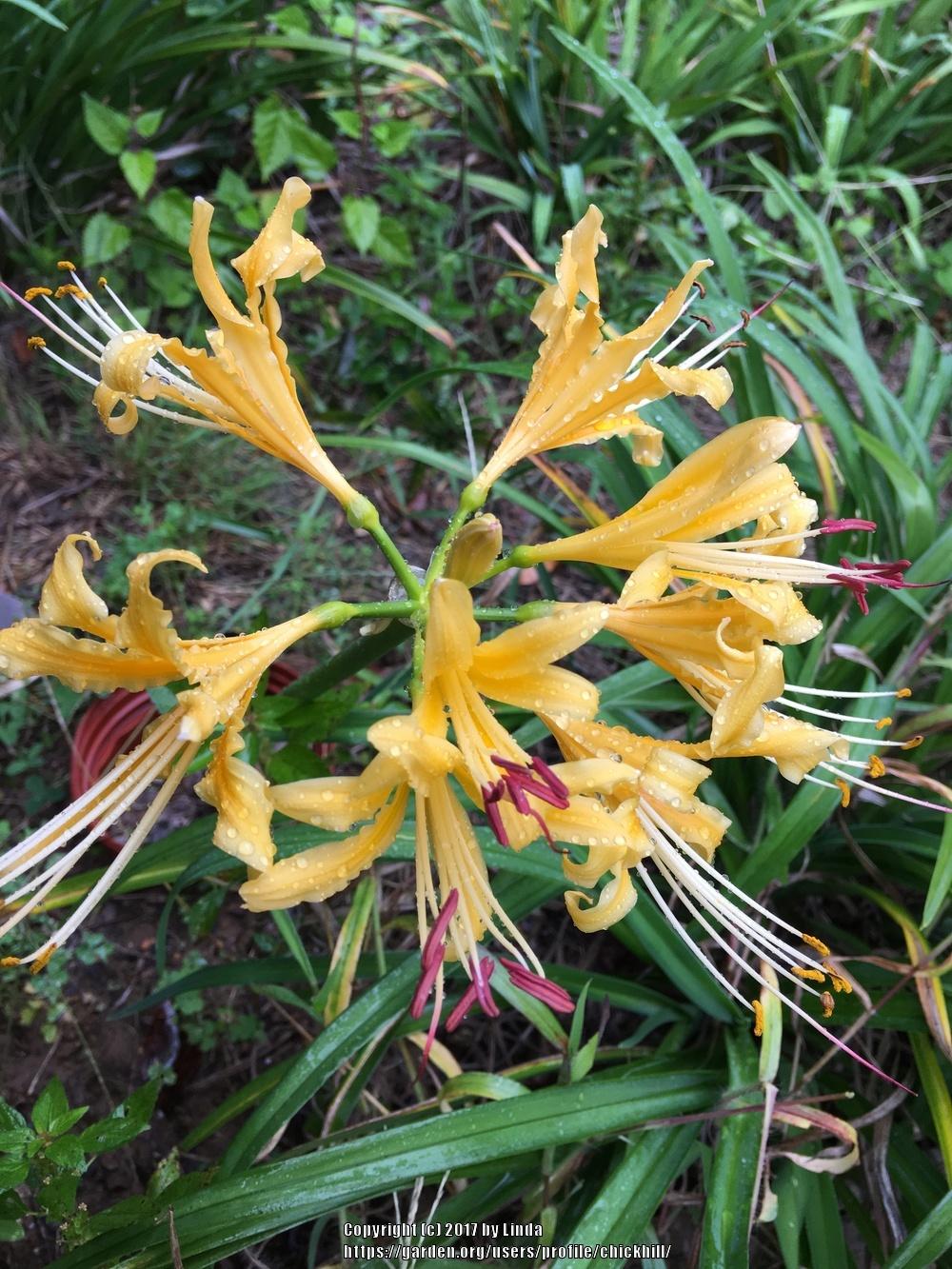 Photo of the bloom of Golden Spider Lily (Lycoris chinensis) posted by ...