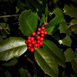 Holly (Ilex 'Emily Bruner') in the Ilex Database - Garden.org