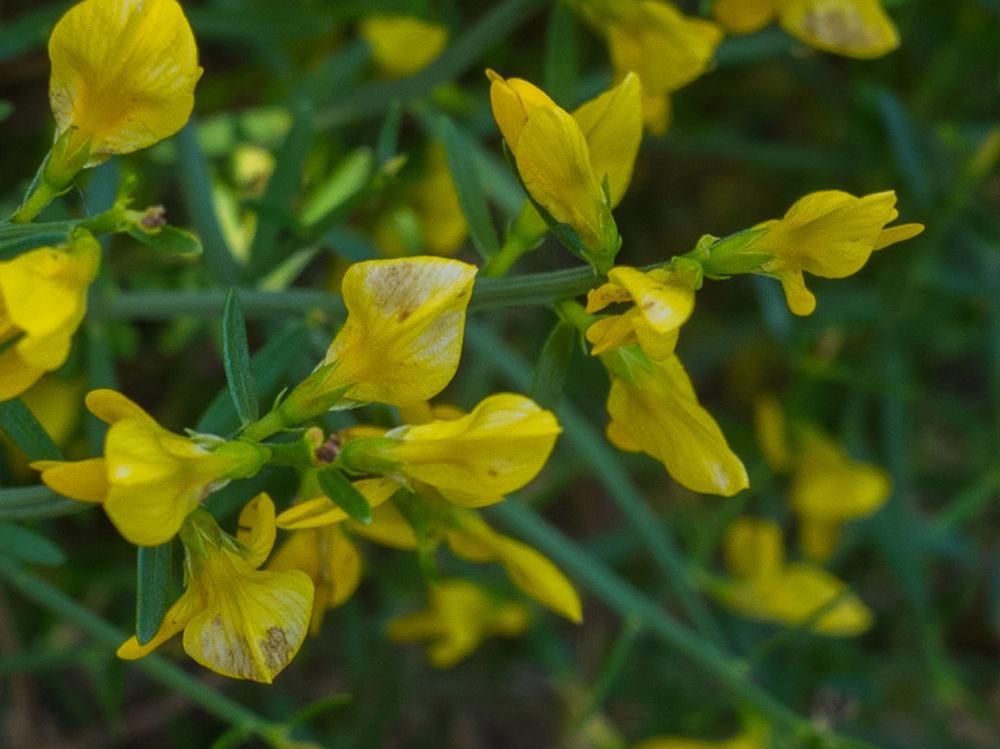 Photo of the bloom of Lydian Broom (Genista lydia Bangle®) posted by ...