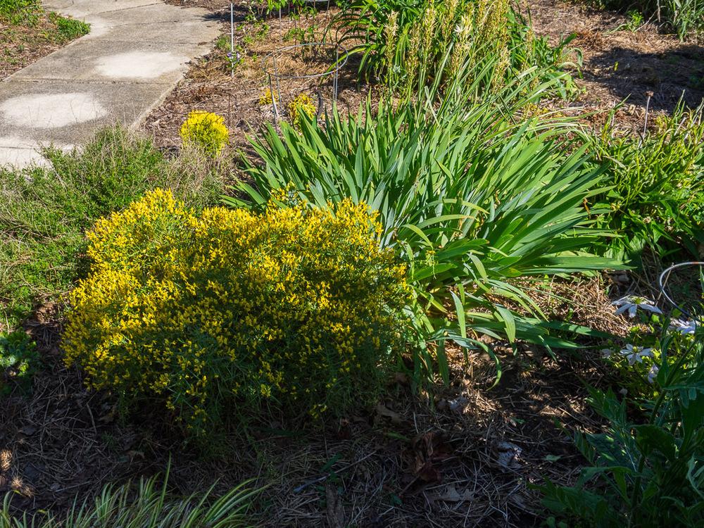 Photo of the entire plant of Lydian Broom (Genista lydia Bangle ...