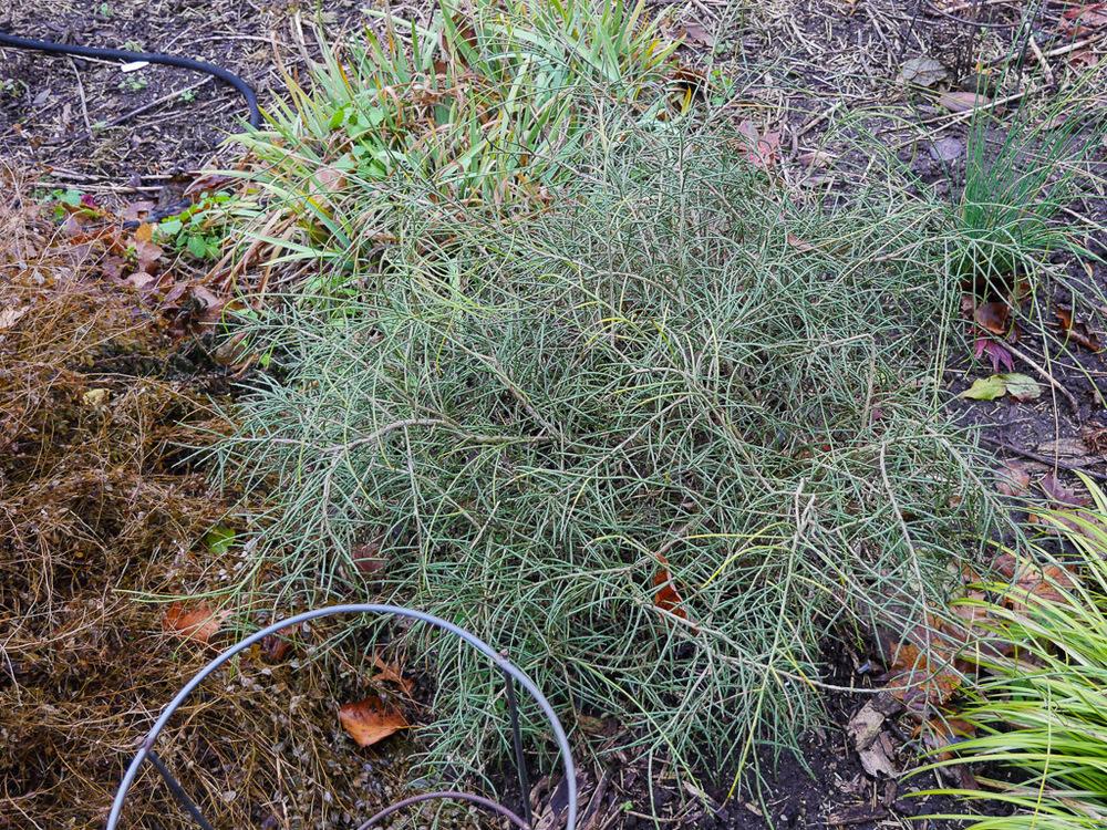 Photo of the winter interest of Lydian Broom (Genista lydia Bangle ...
