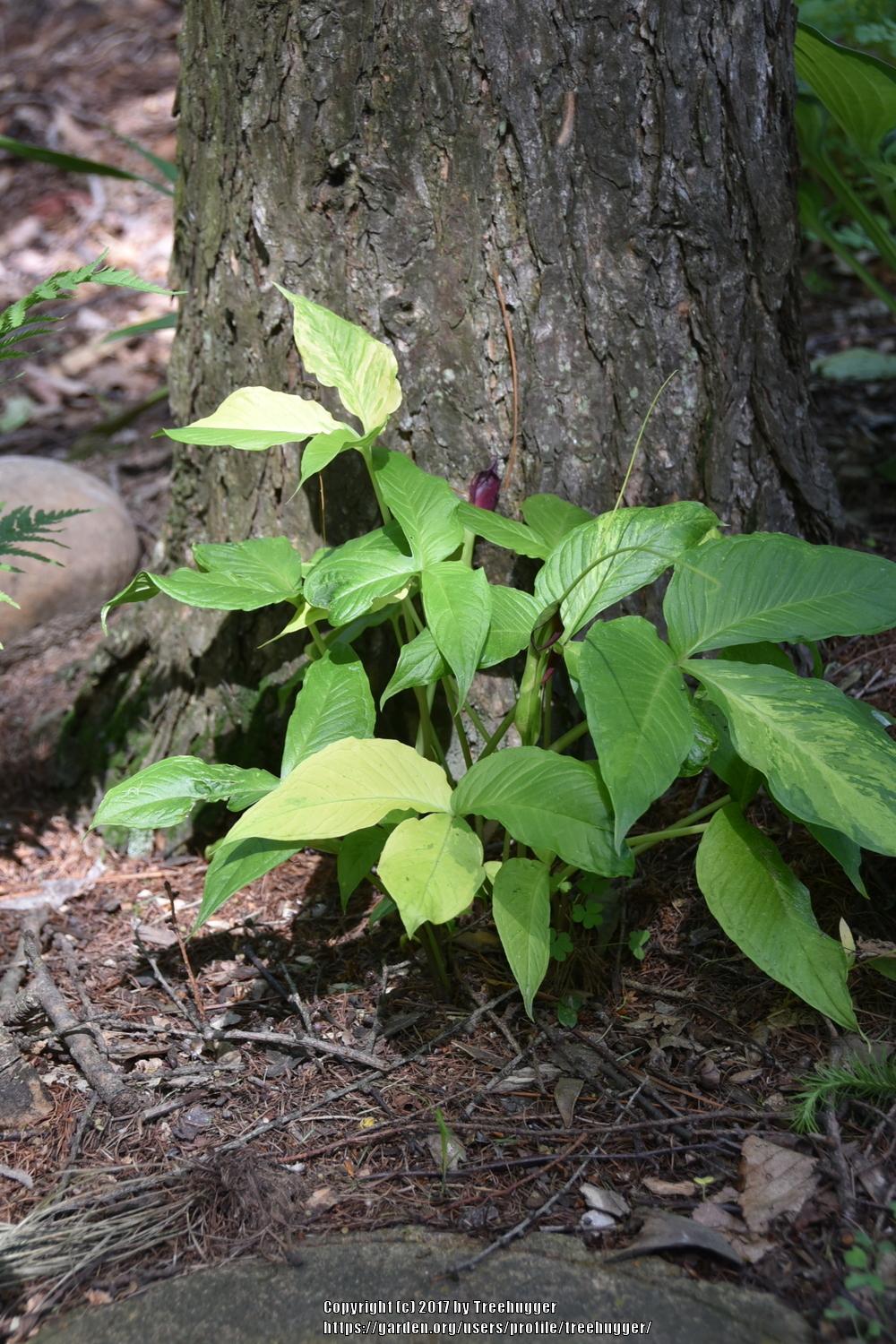 Pinellia (Pinellia tripartita 'Free Tibet') in the Pinellias Database ...