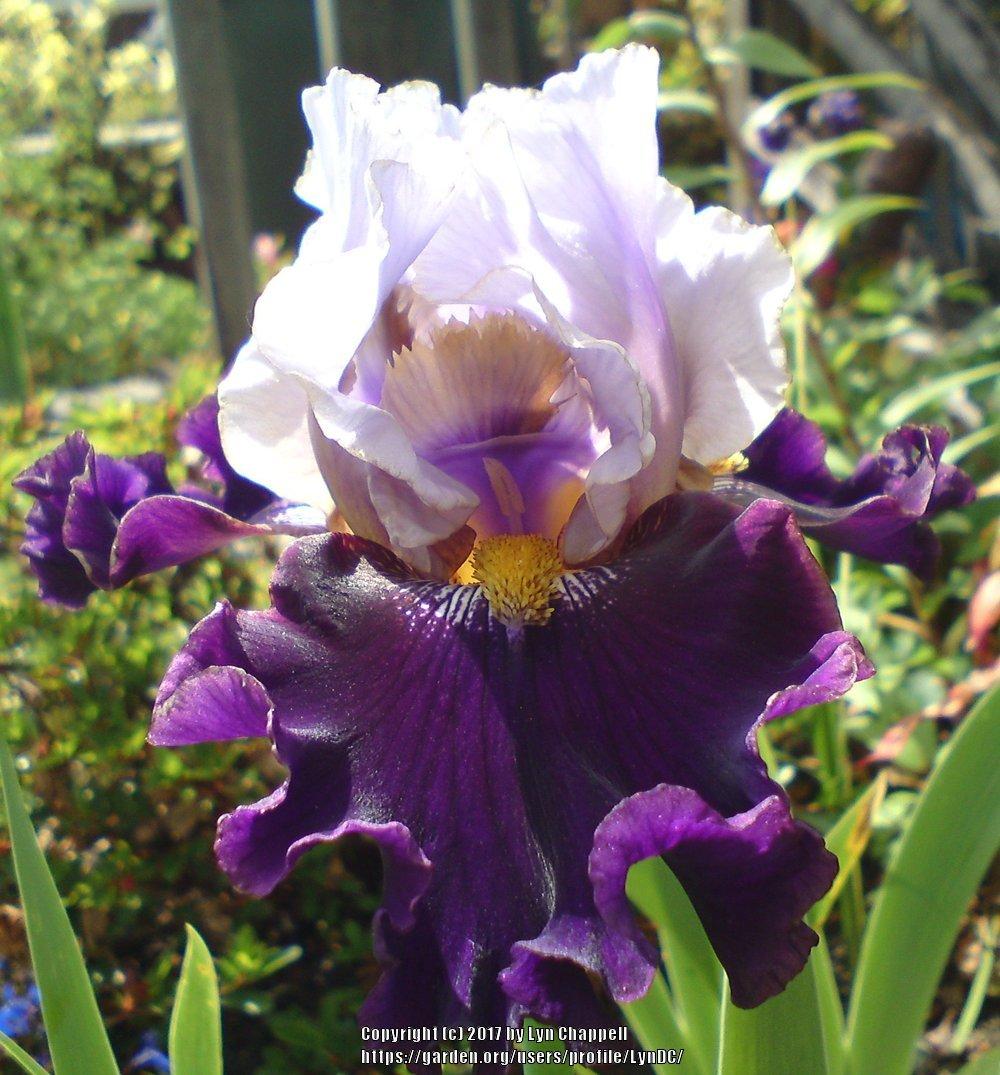 Tall Bearded Iris (Iris 'Vision in Burgundy') in the Irises Database ...