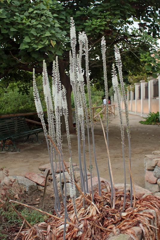 Sea Squill (Drimia maritima) - Garden.org