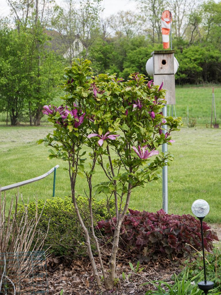 Photo of the entire plant of Magnolia 'Ann' posted by frankrichards16 ...