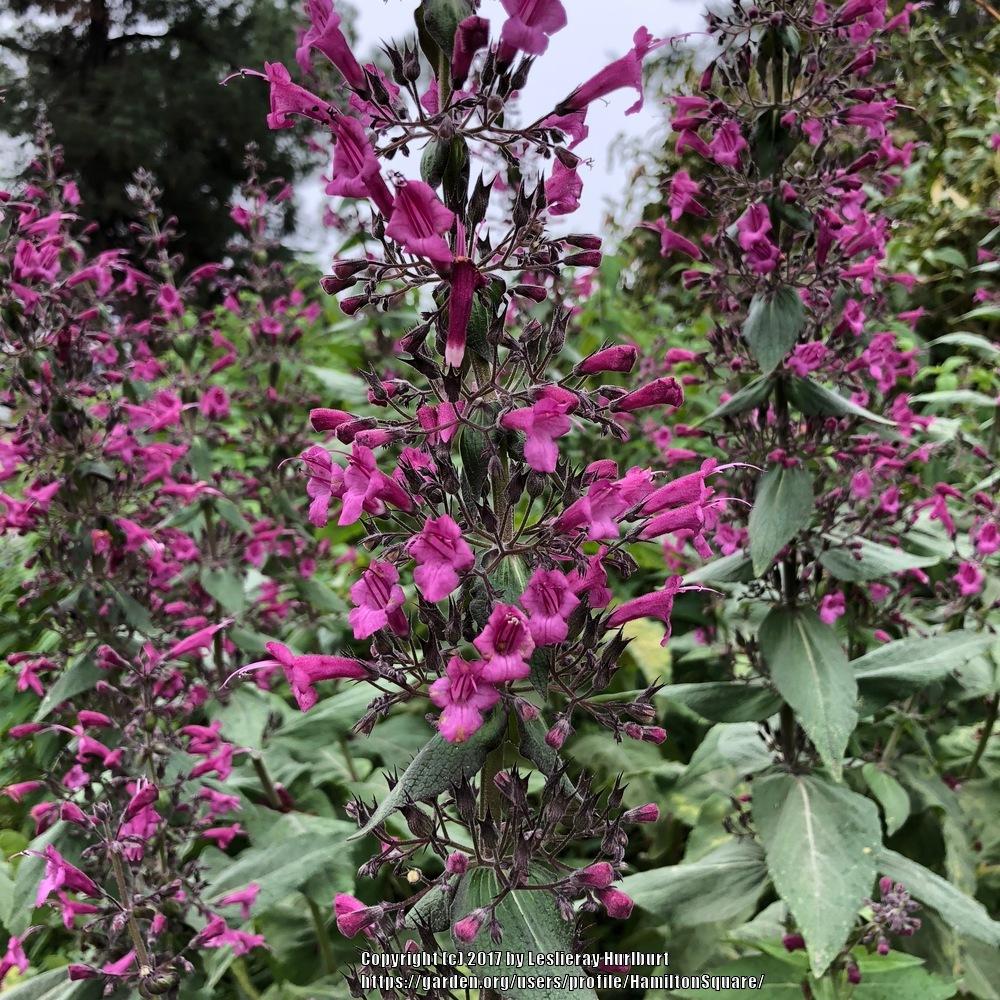 Photo of the bloom of Baja Pitcher Sage (Lepechinia hastata) posted by ...