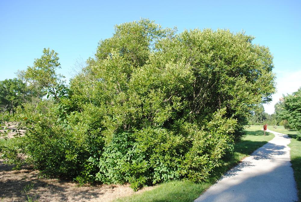 Seaside Alder (Alnus maritima) - Garden.org