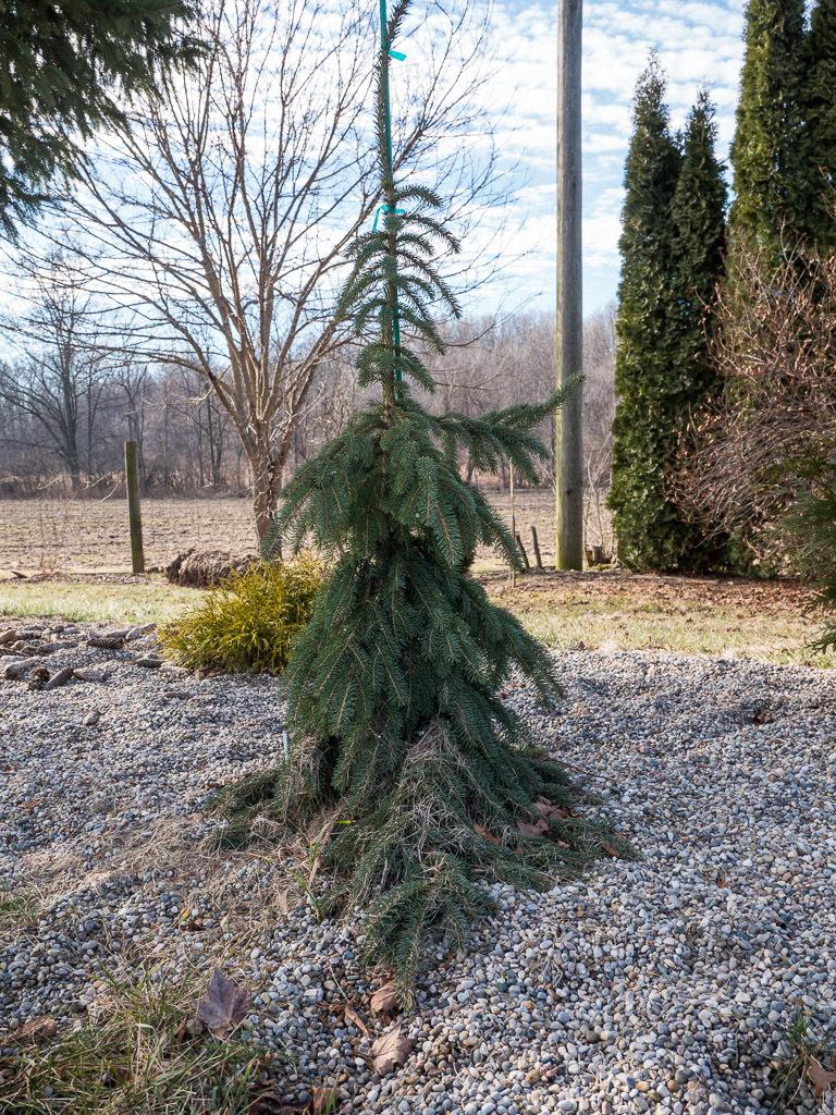 Weeping White Spruce (Picea glauca 'Pendula') in the Spruces Database ...