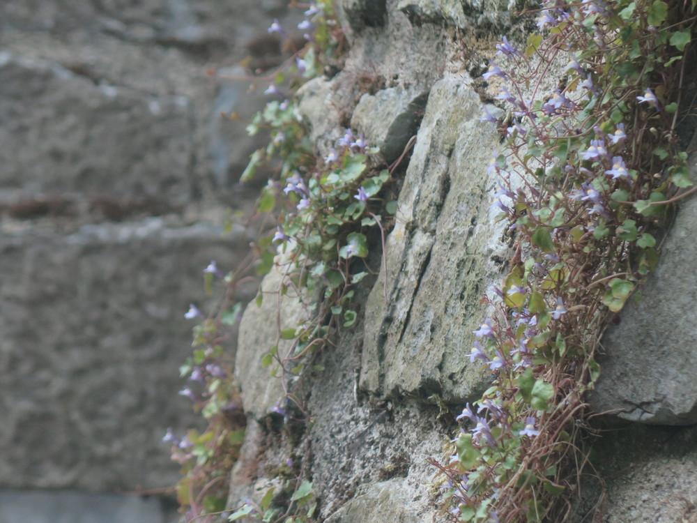 Mystery Irish Vine in the Plant ID forum - Garden.org