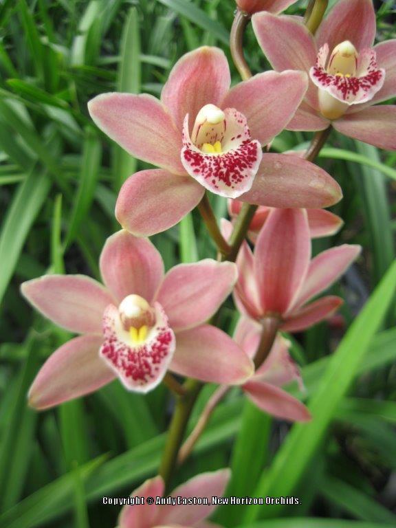 Orchid (Cymbidium Glad Pan) - Garden.org