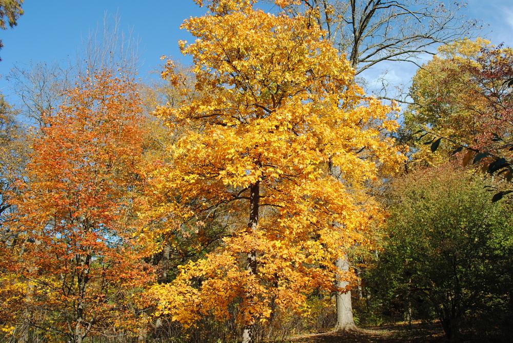 Pignut Hickory (Carya glabra) - Garden.org
