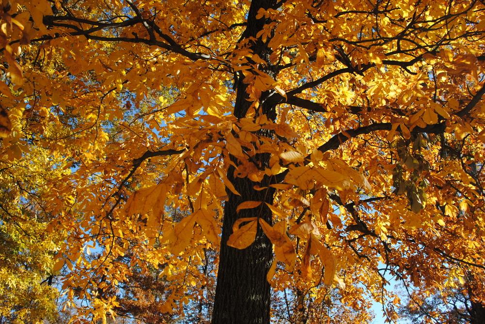 Mockernut Hickory (Carya alba) - Garden.org