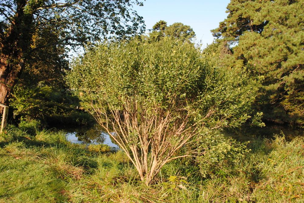 Photo of the entire plant of Sea Myrtle (Baccharis halimifolia) posted ...