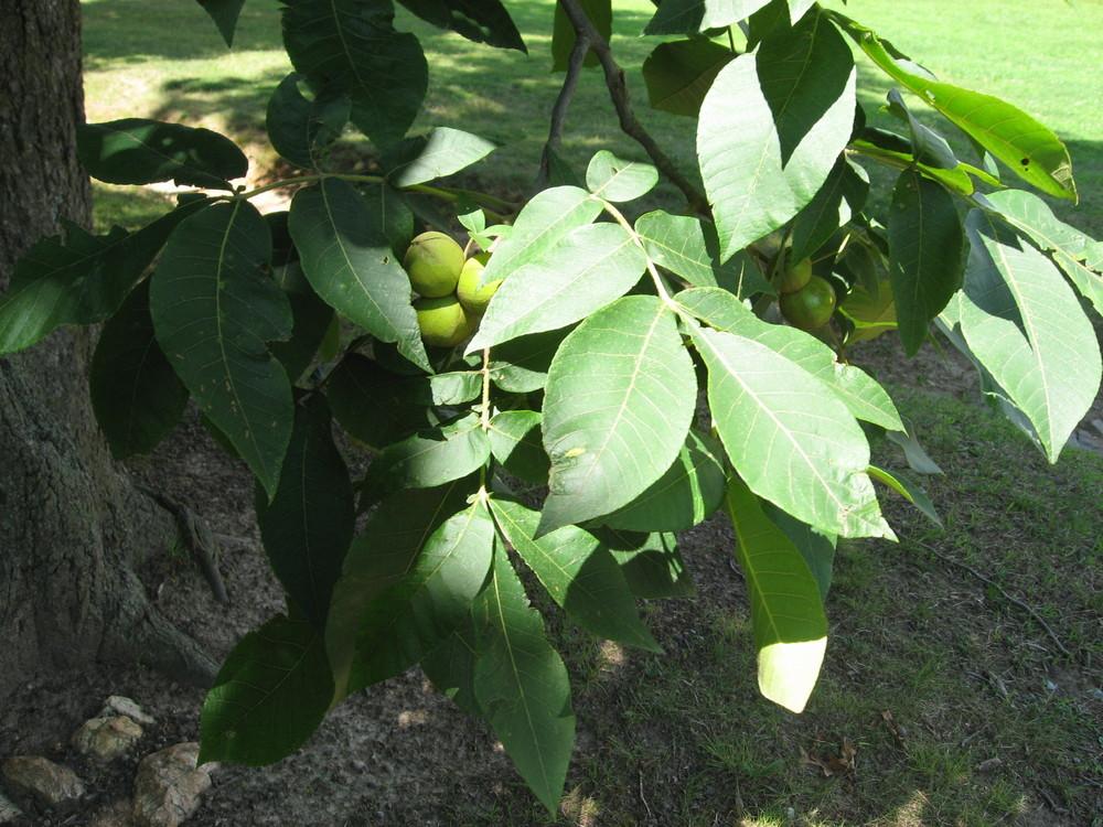 Photo of the leaves of Mockernut Hickory (Carya alba) posted by ILPARW ...