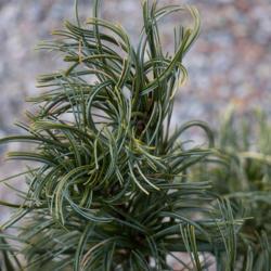 Eastern White Pine (Pinus strobus 'Mini Twists') - Garden.org