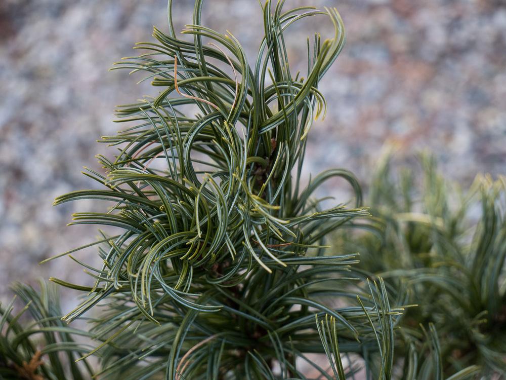 Photo of the leaves of Eastern White Pine (Pinus strobus 'Mini Twists ...