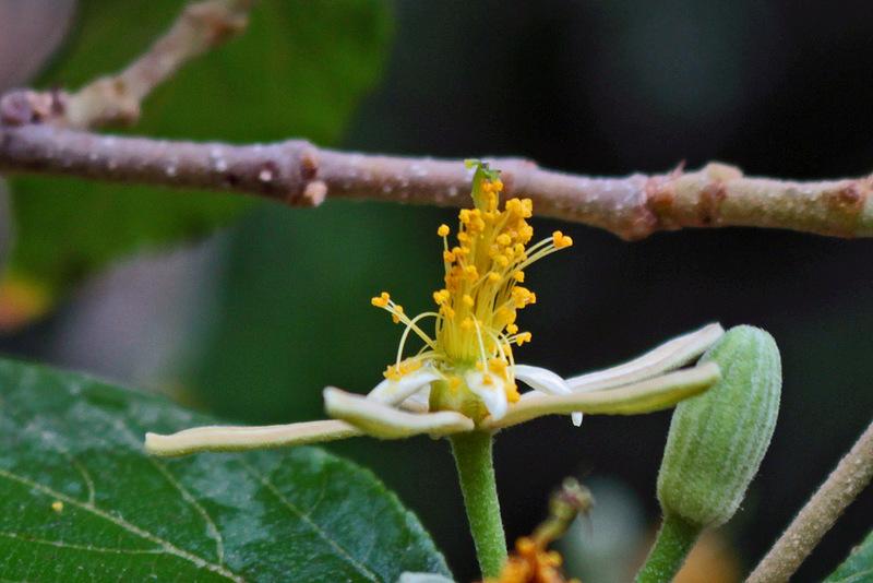 Photo of the bloom of Grewia optiva posted by RuuddeBlock - Garden.org
