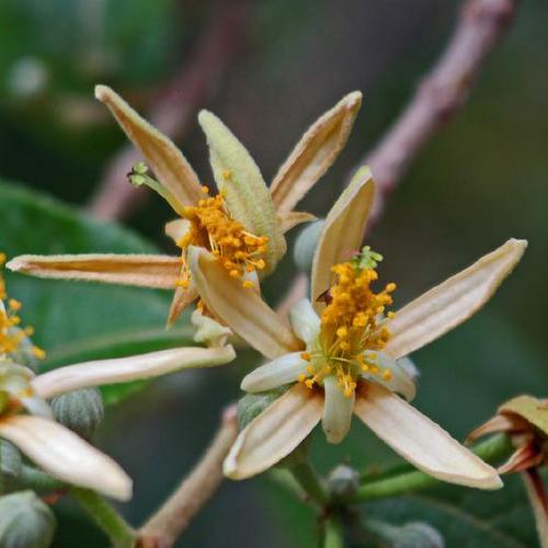 Grewia optiva - Garden.org