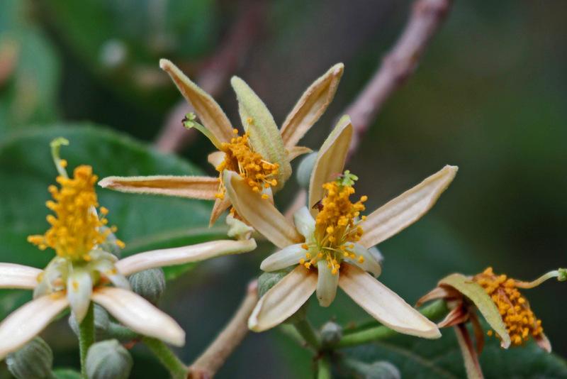 Grewia optiva - Garden.org