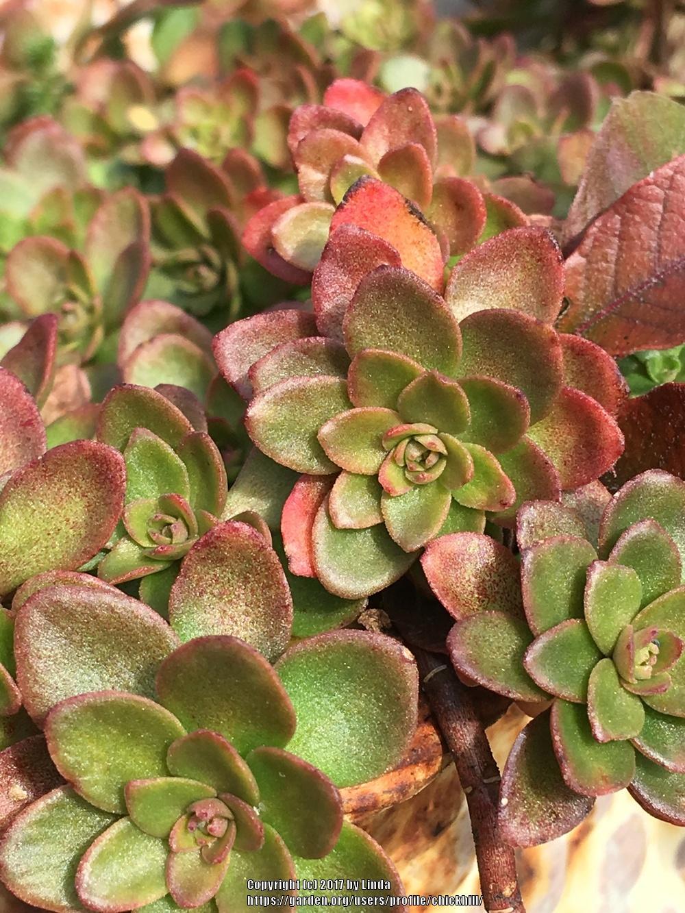 Sedums: Plant Care and Collection of Varieties - Garden.org