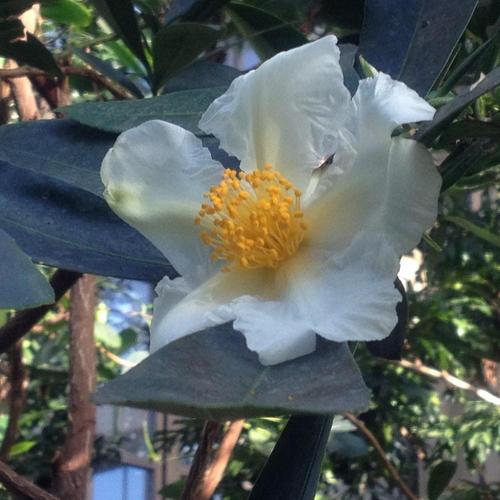 Fried Egg Tree (Polyspora axillaris) - Garden.org