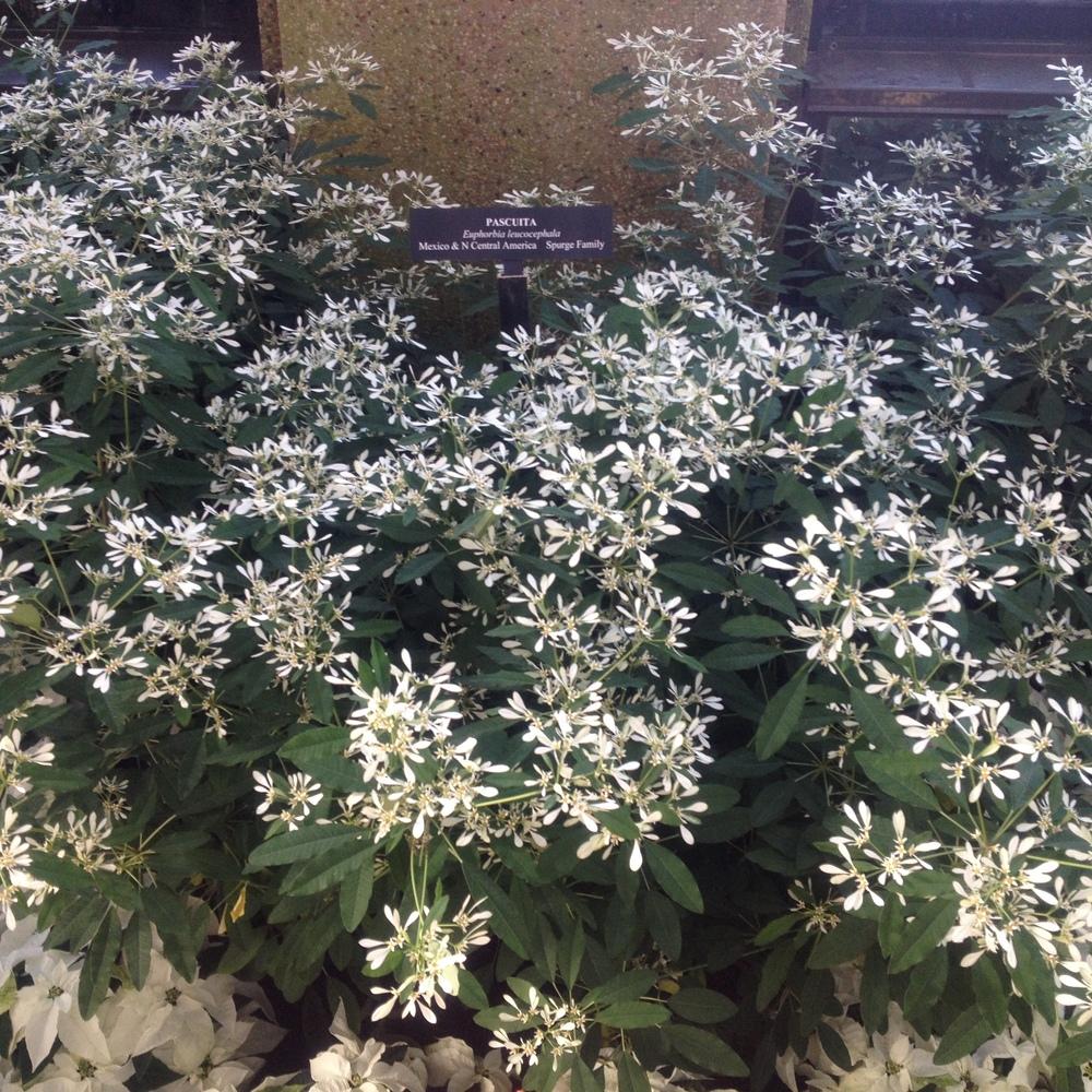 Snowflake Euphorbia (Euphorbia leucocephala) in the Euphorbias Database ...