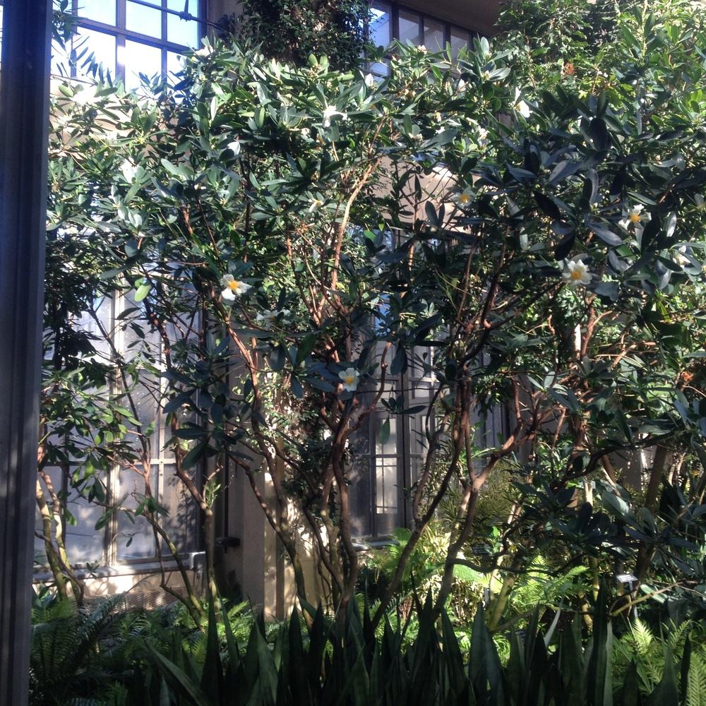 Photo of the entire plant of Fried Egg Tree (Polyspora axillaris ...