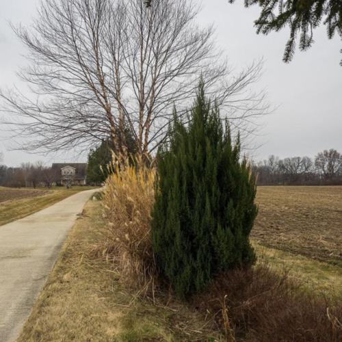 Greek Juniper (Juniperus excelsa 'Viridis Stricta') - Garden.org