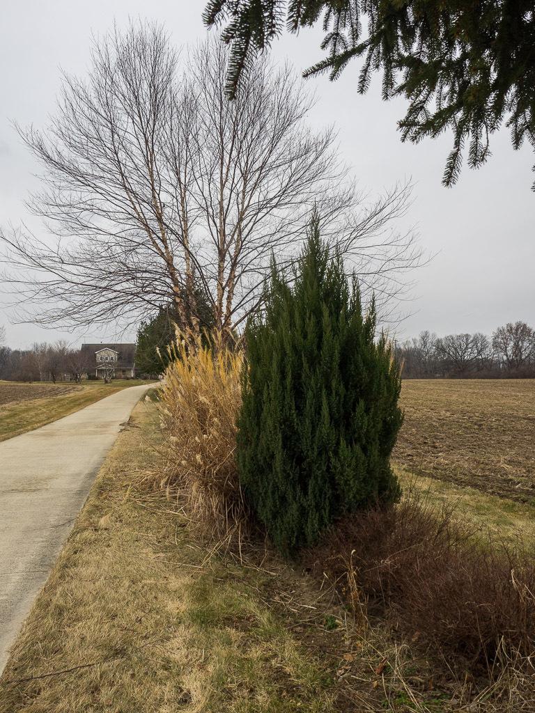 Greek Juniper (Juniperus excelsa 'Viridis Stricta') - Garden.org