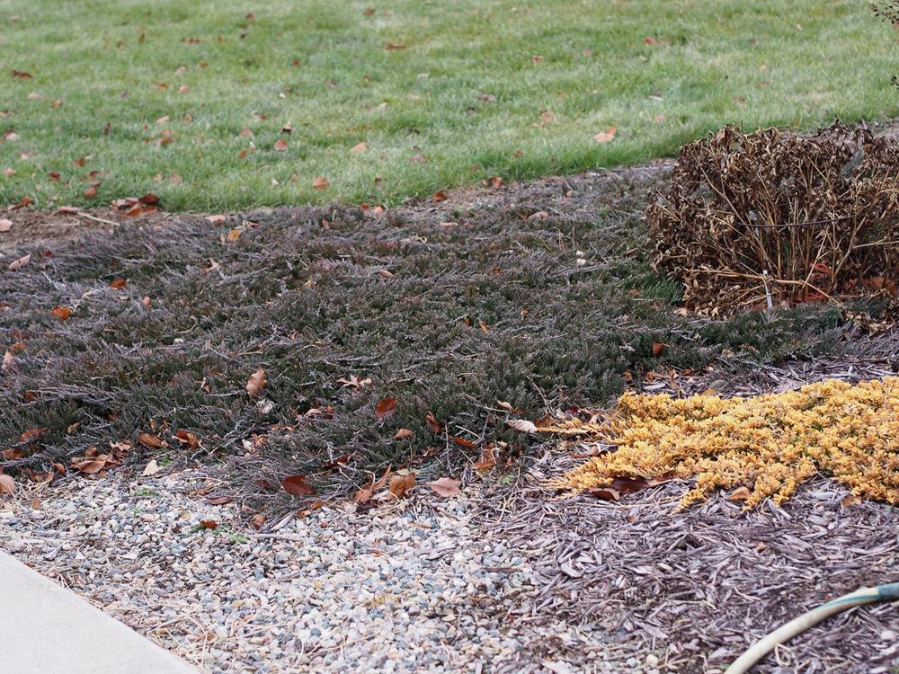 Photo of the winter interest of Blue Rug Juniper (Juniperus ...