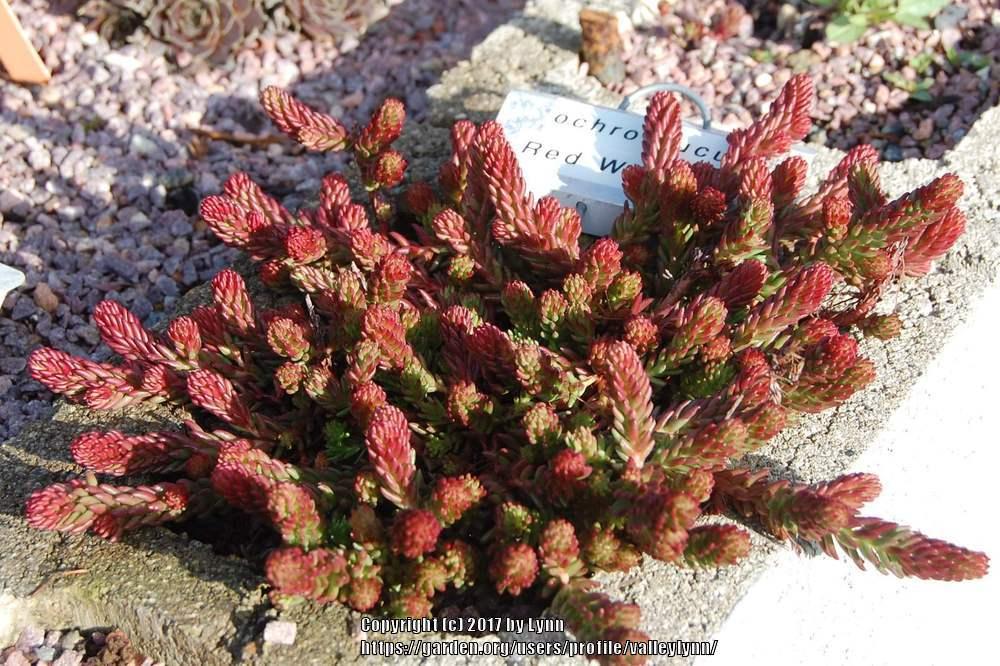 Photo of the fall color of Stonecrop (Petrosedum ochroleucum 'Red ...